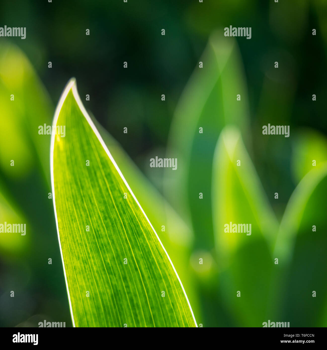 leaves of an iris Stock Photo - Alamy