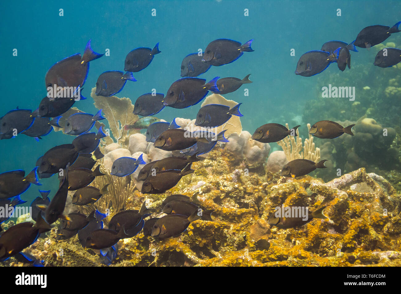 School of blue tang fish Stock Photo - Alamy