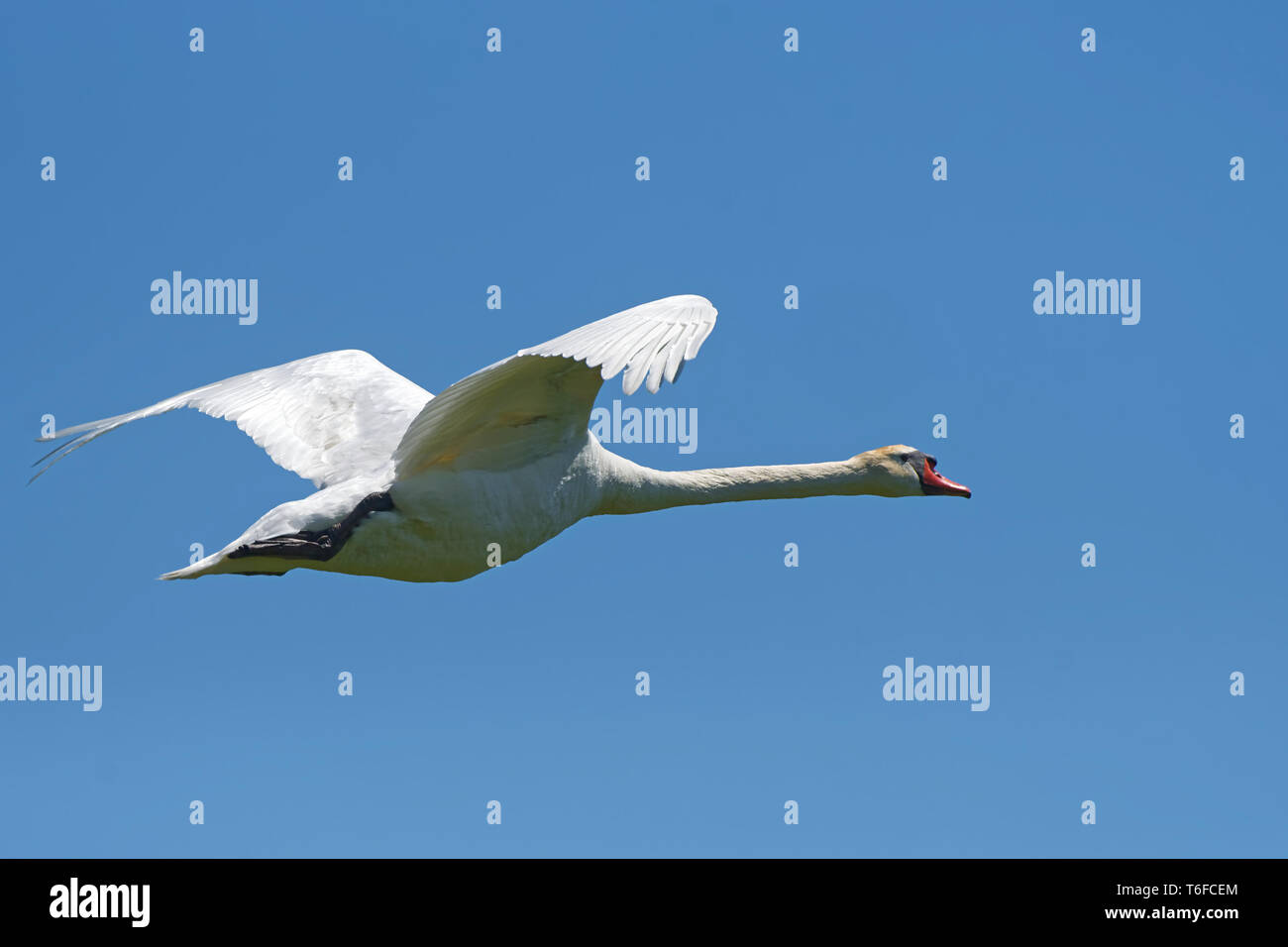 Wild bird flying swan hi-res stock photography and images - Alamy