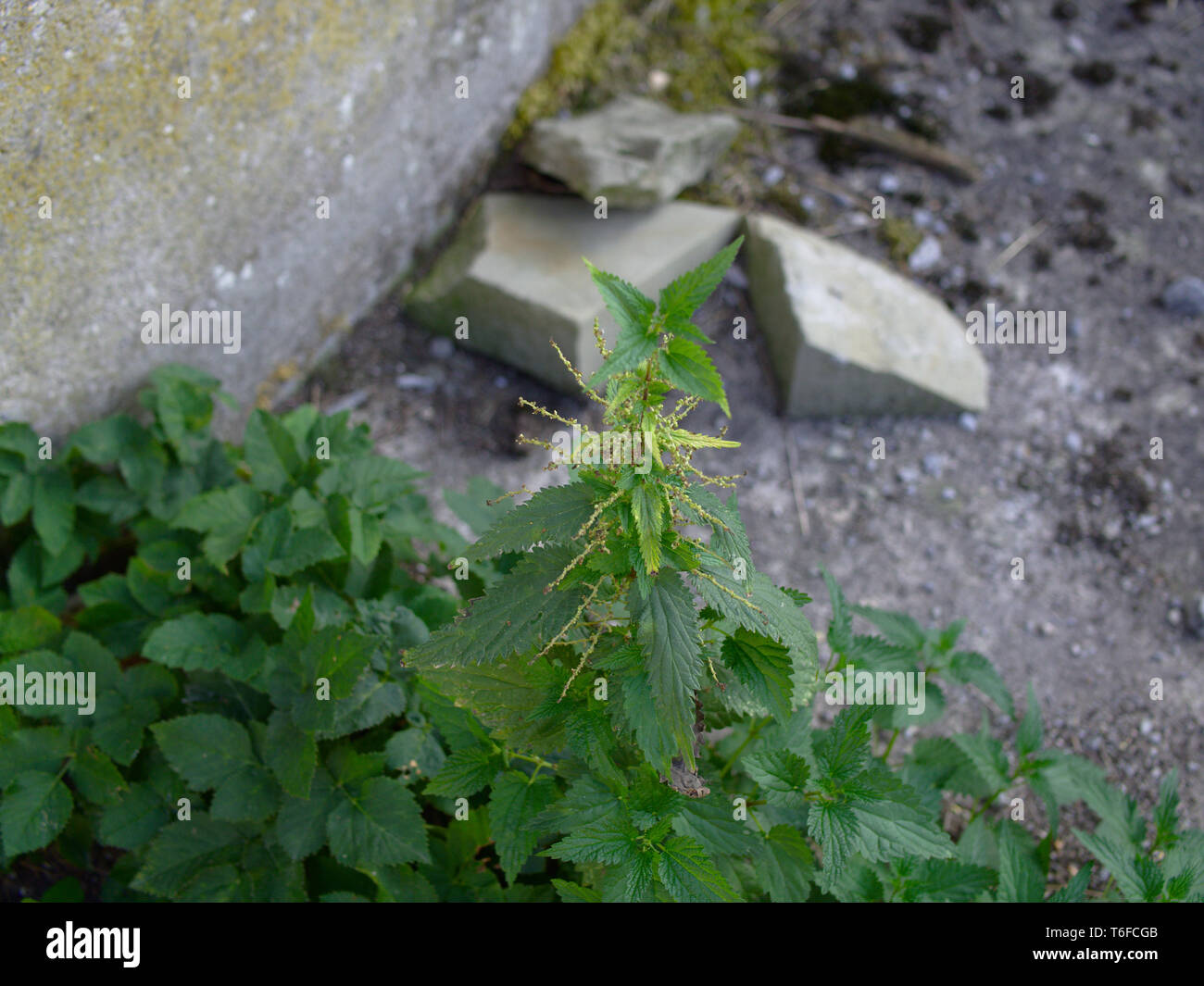 Nettle wall hi-res stock photography and images - Alamy