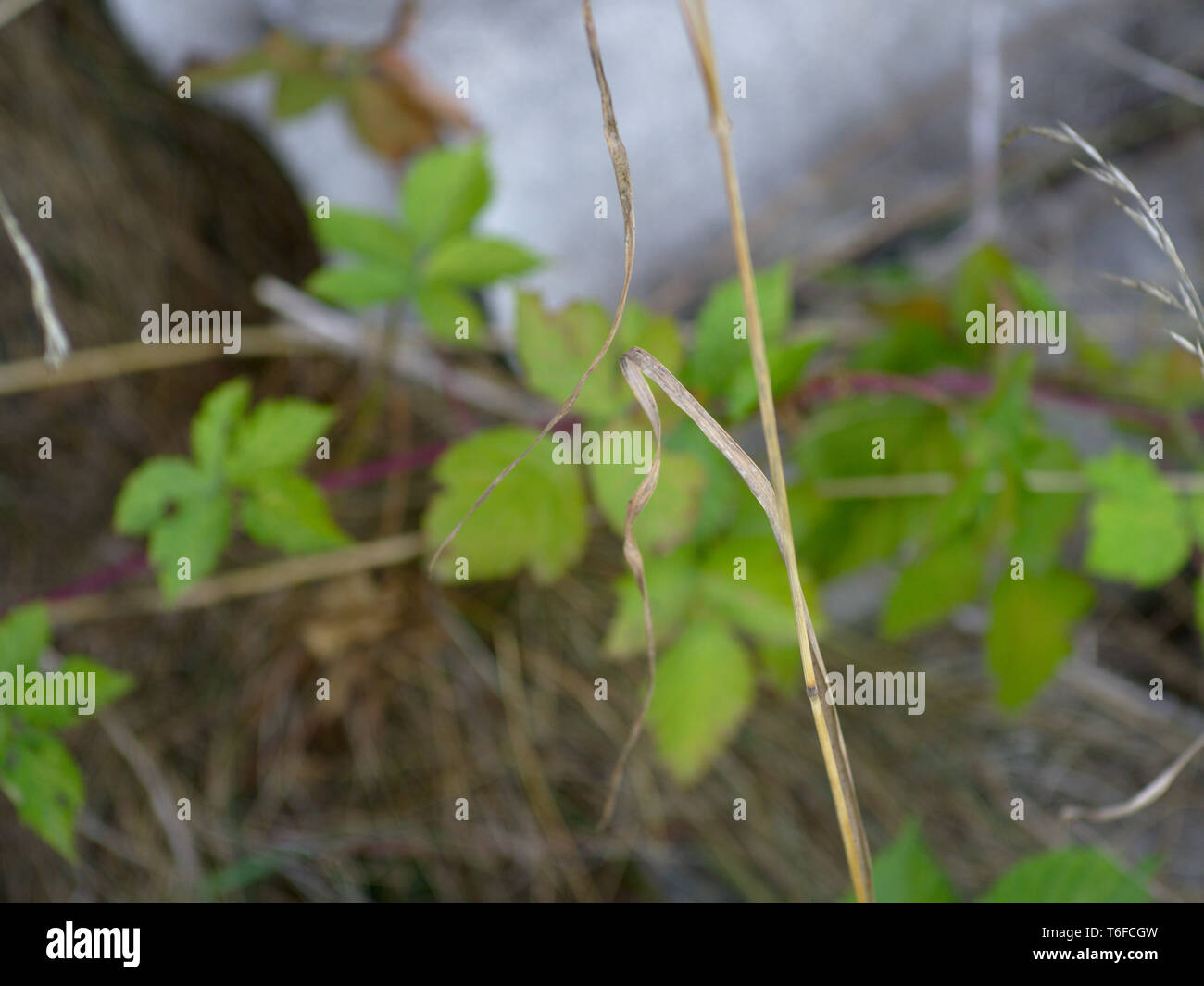 a straw blade of grass in front of a blurred background Stock Photo - Alamy