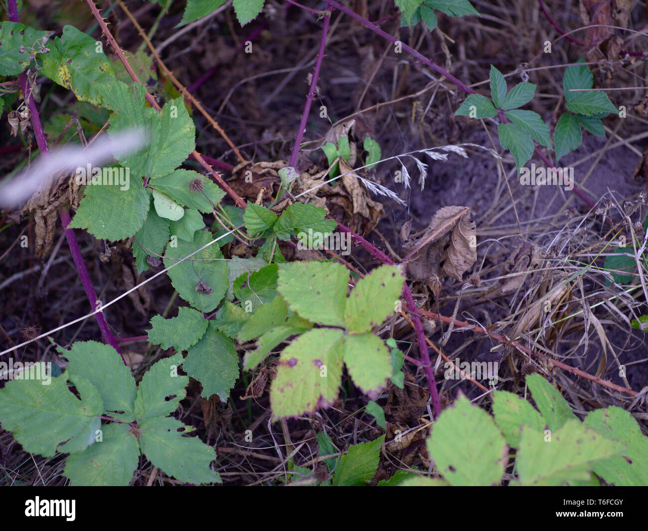 Thorny scrub hi-res stock photography and images - Alamy