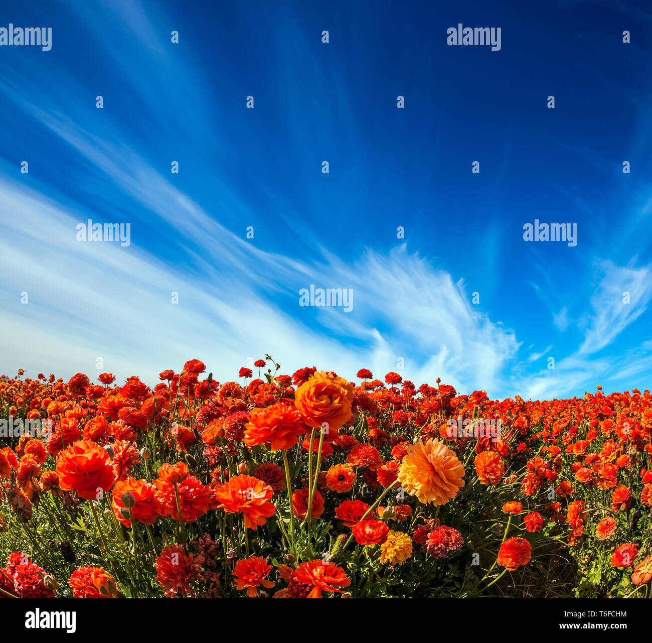 Sunlight over flowers hi-res stock photography and images - Alamy