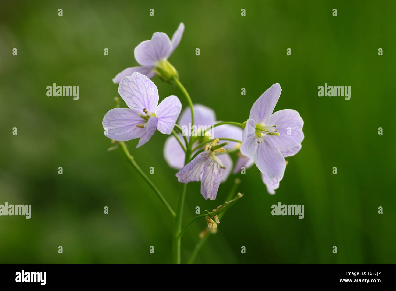 Ladys smock mayflower hi-res stock photography and images - Alamy