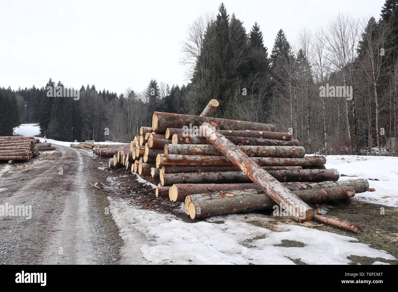 trees for fire wood Stock Photo - Alamy