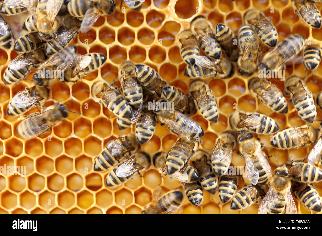 Teamwork of bees hi-res stock photography and images - Alamy