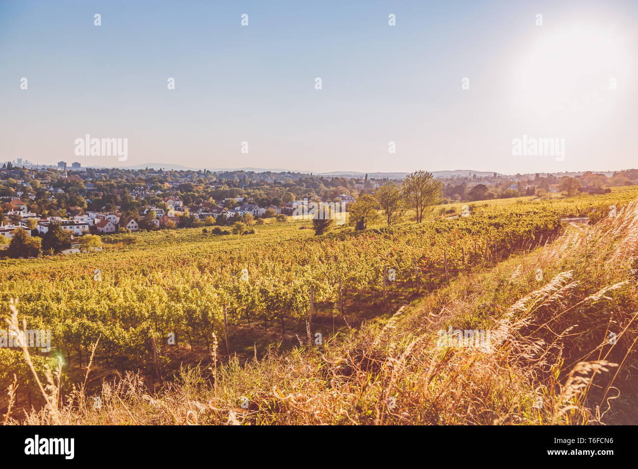 Golden hour vineyard hi-res stock photography and images - Alamy