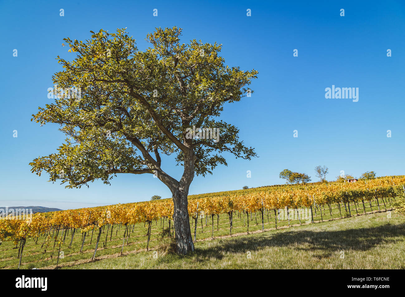 Front plantation hi-res stock photography and images - Alamy