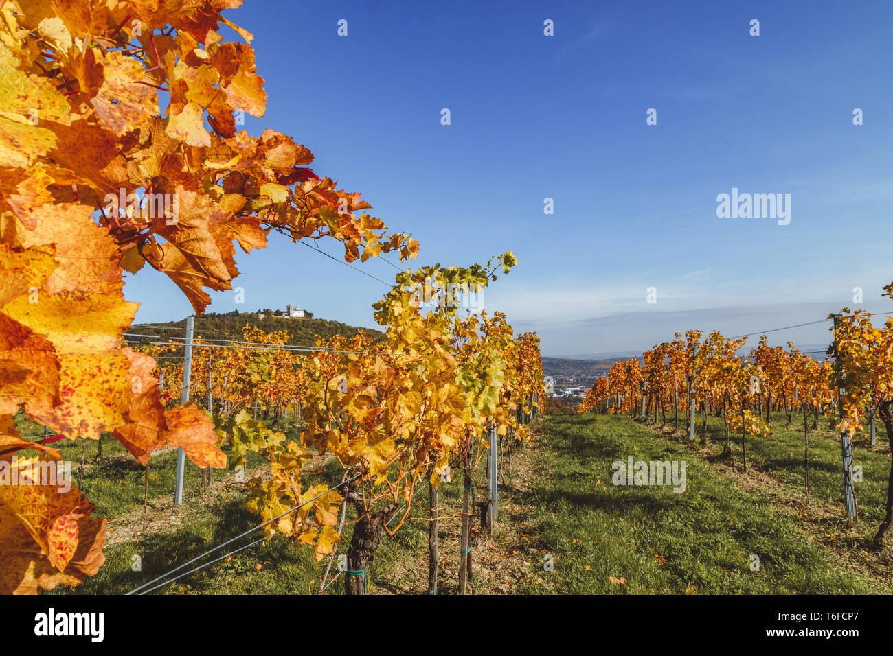 View through vines onto Leopoldsberg Stock Photo - Alamy