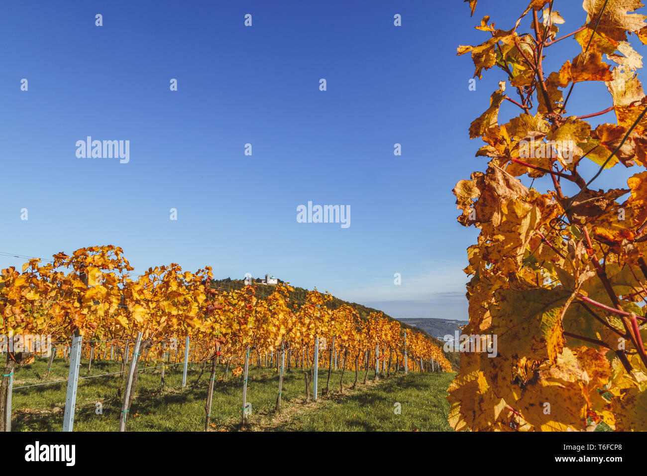 View through vines onto Leopoldsberg Stock Photo - Alamy