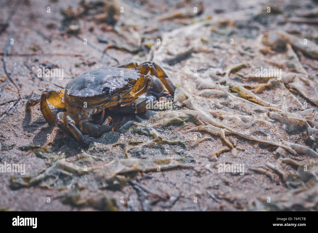 Crab on algae Stock Photo - Alamy