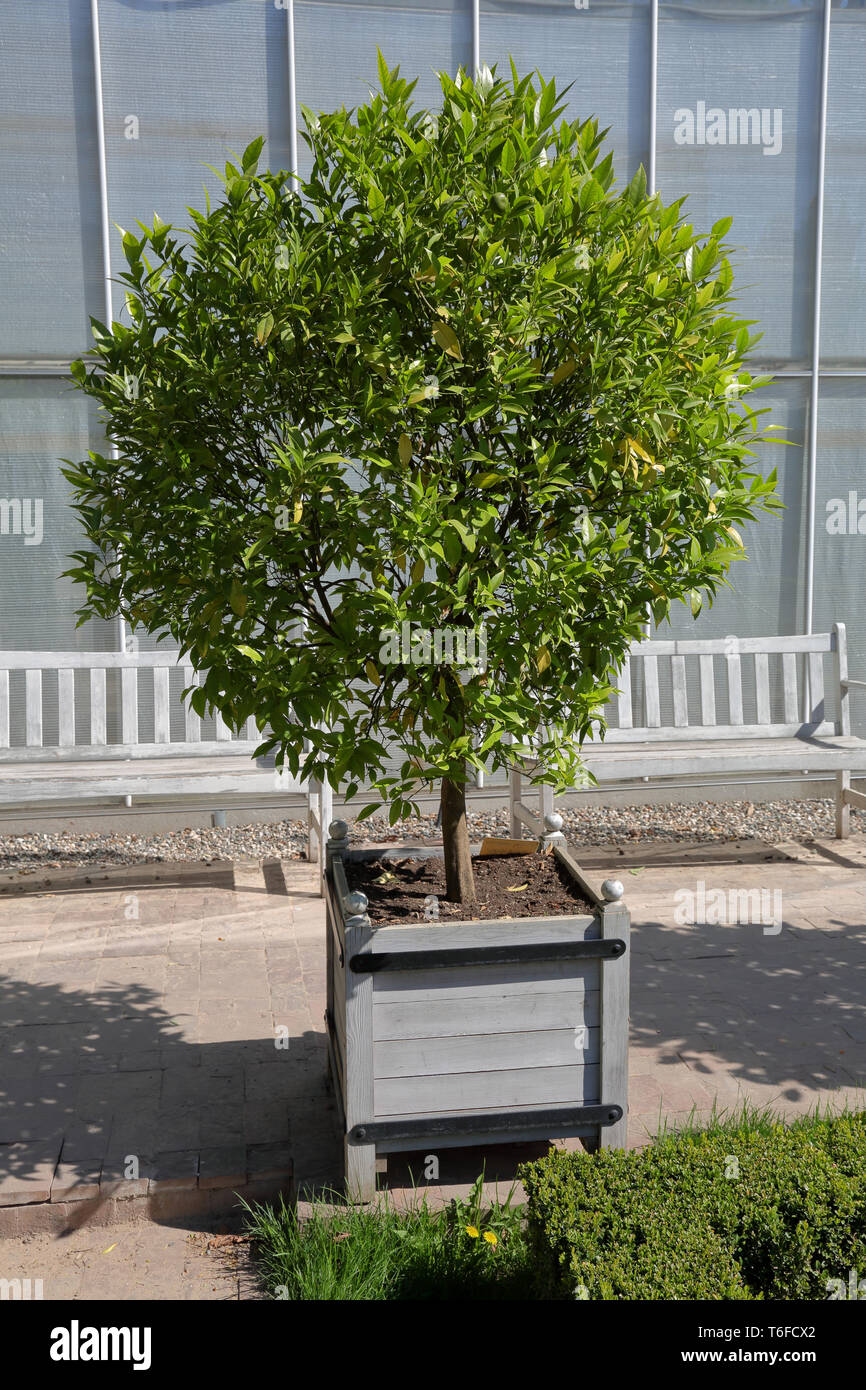 Green mandarin tree Stock Photo - Alamy