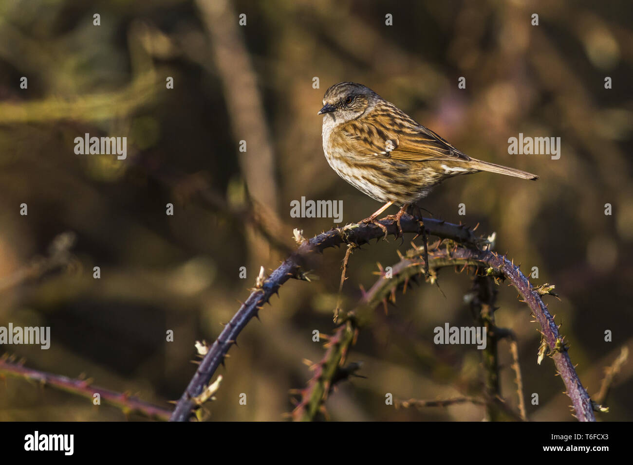 Dunnock (Prunella modularis Stock Photo - Alamy