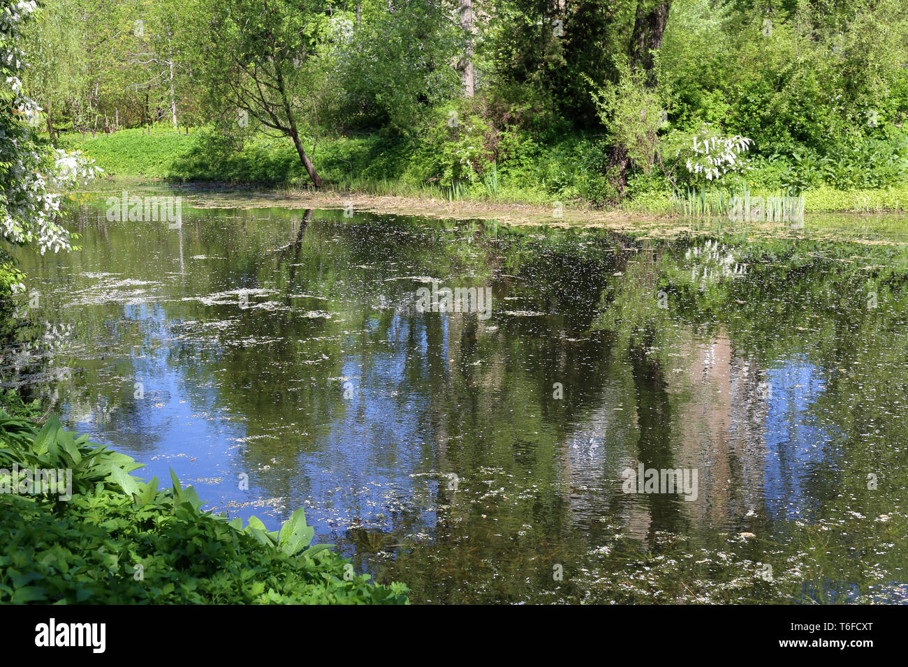 City pond with duckweed Stock Photo - Alamy