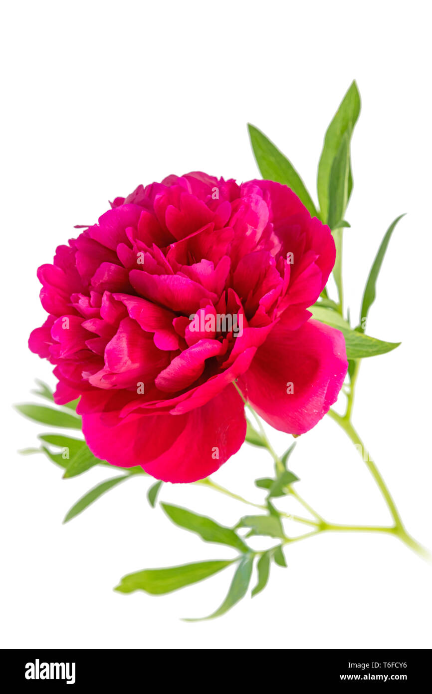 Paeonia botany Cut Out Stock Images & Pictures - Alamy