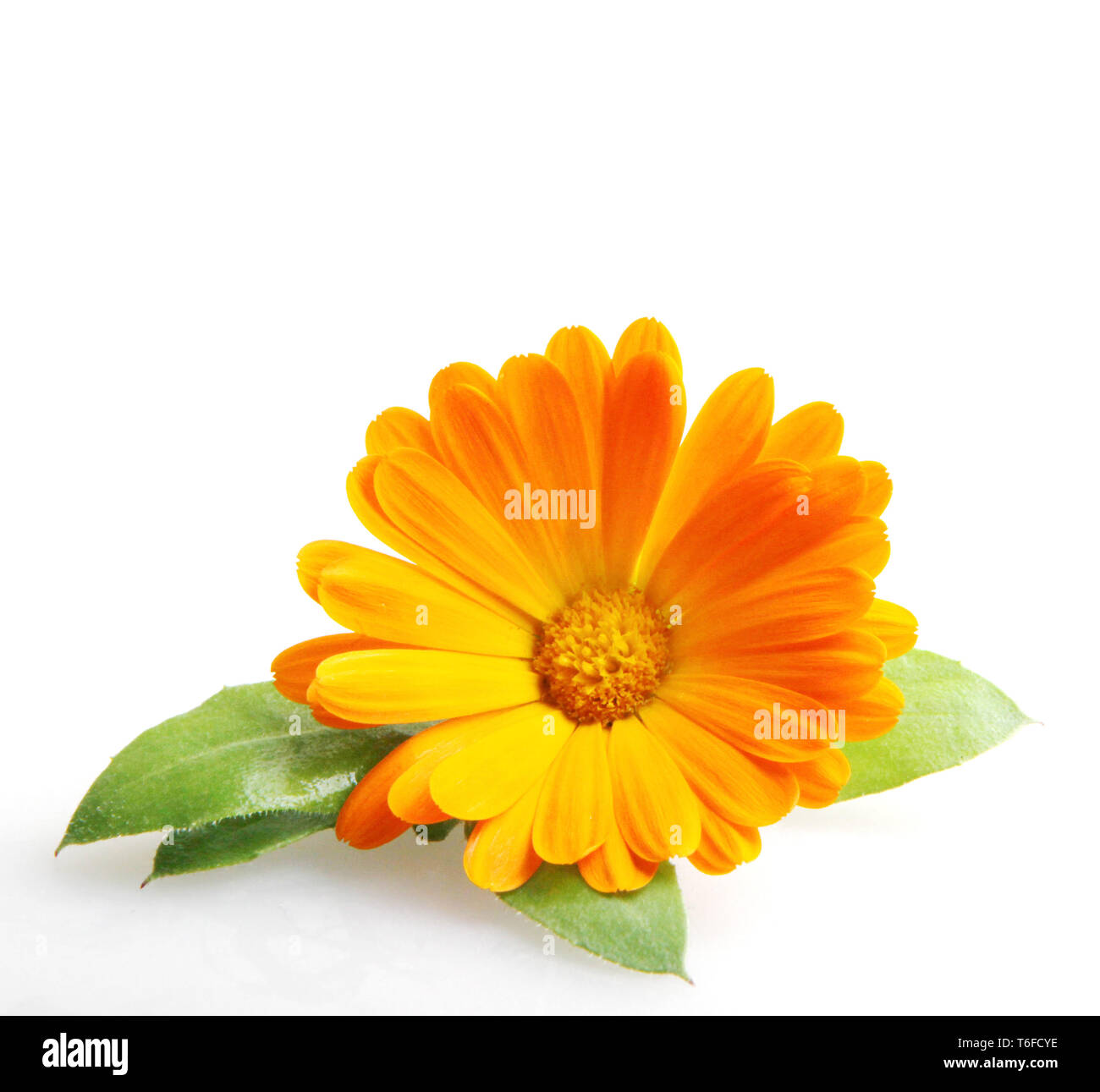 Marigold - Calendula officinalis Stock Photo - Alamy