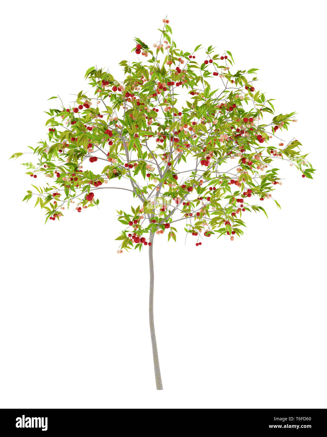 cherry tree with cherries isolated on white background Stock Photo - Alamy