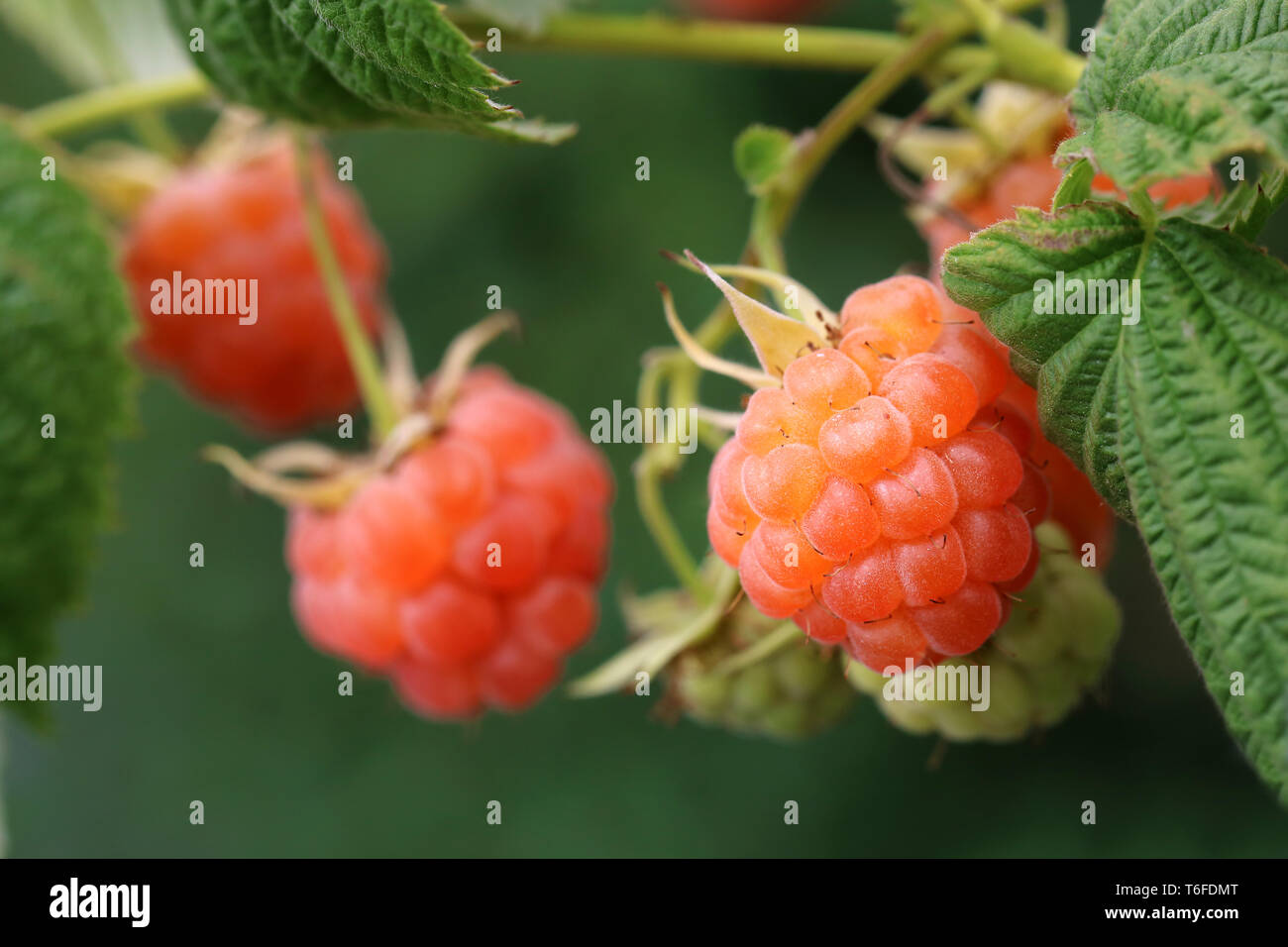 Raspberries shrub hi-res stock photography and images - Alamy