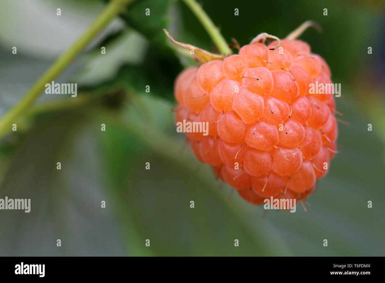 Raspberries shrub hi-res stock photography and images - Alamy