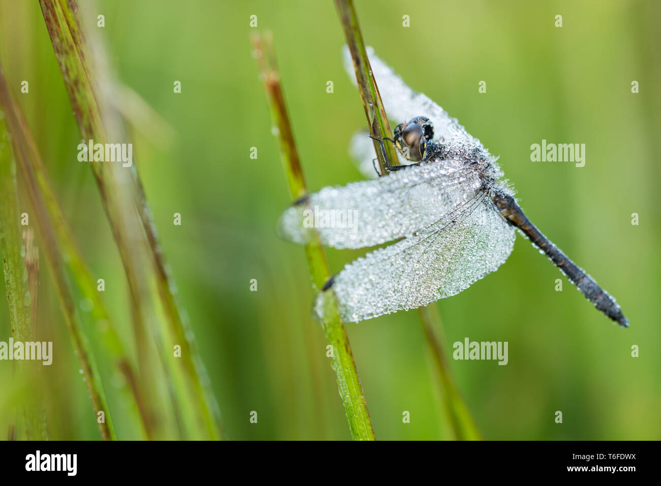 German dragonfly hi-res stock photography and images - Alamy