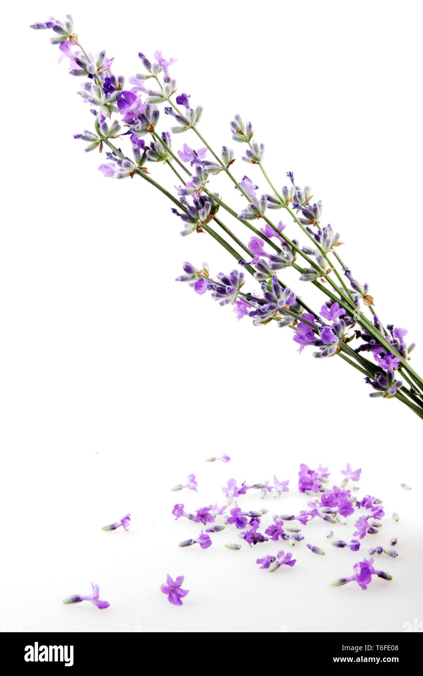 Lavender flower isolated on white background Stock Photo - Alamy