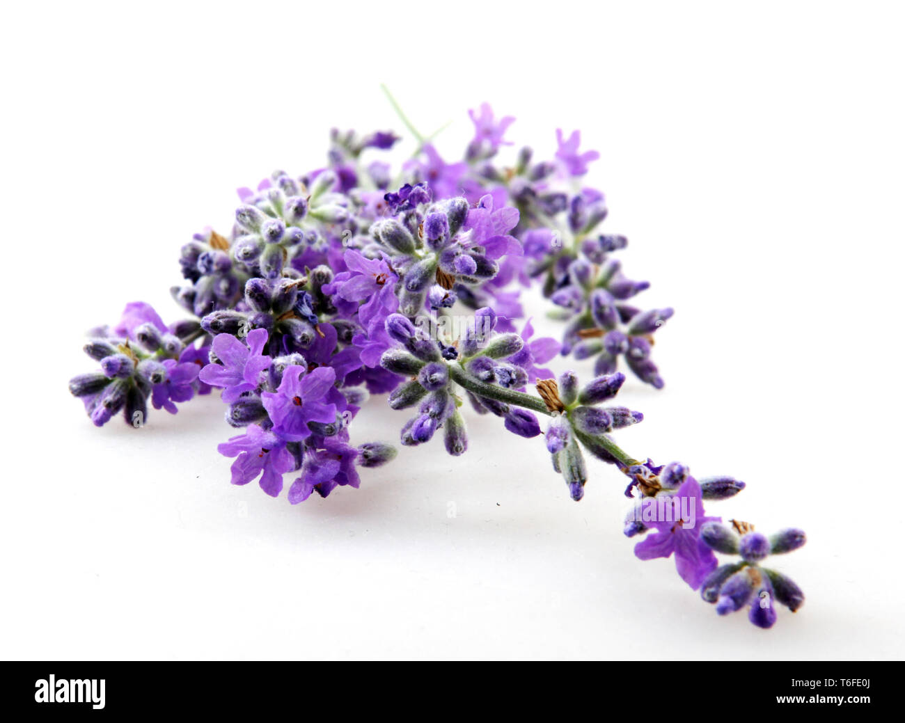 Lavender flower isolated on white background Stock Photo - Alamy