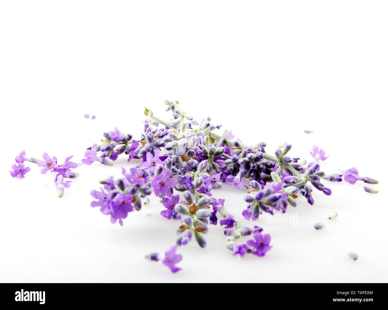 Lavender flower isolated on white background Stock Photo - Alamy