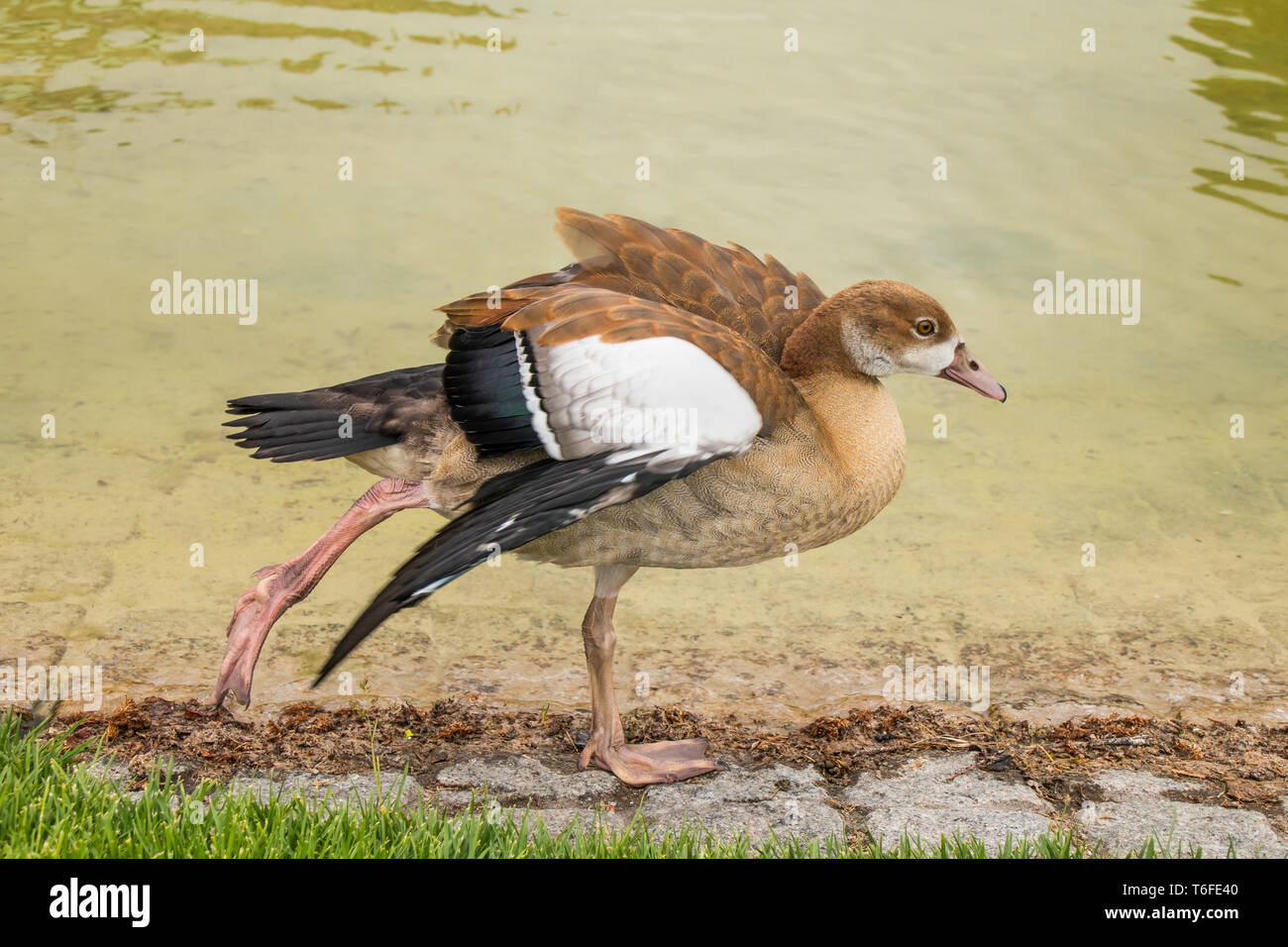 Egyptian goose alopochen aegyptiaca hi-res stock photography and images ...