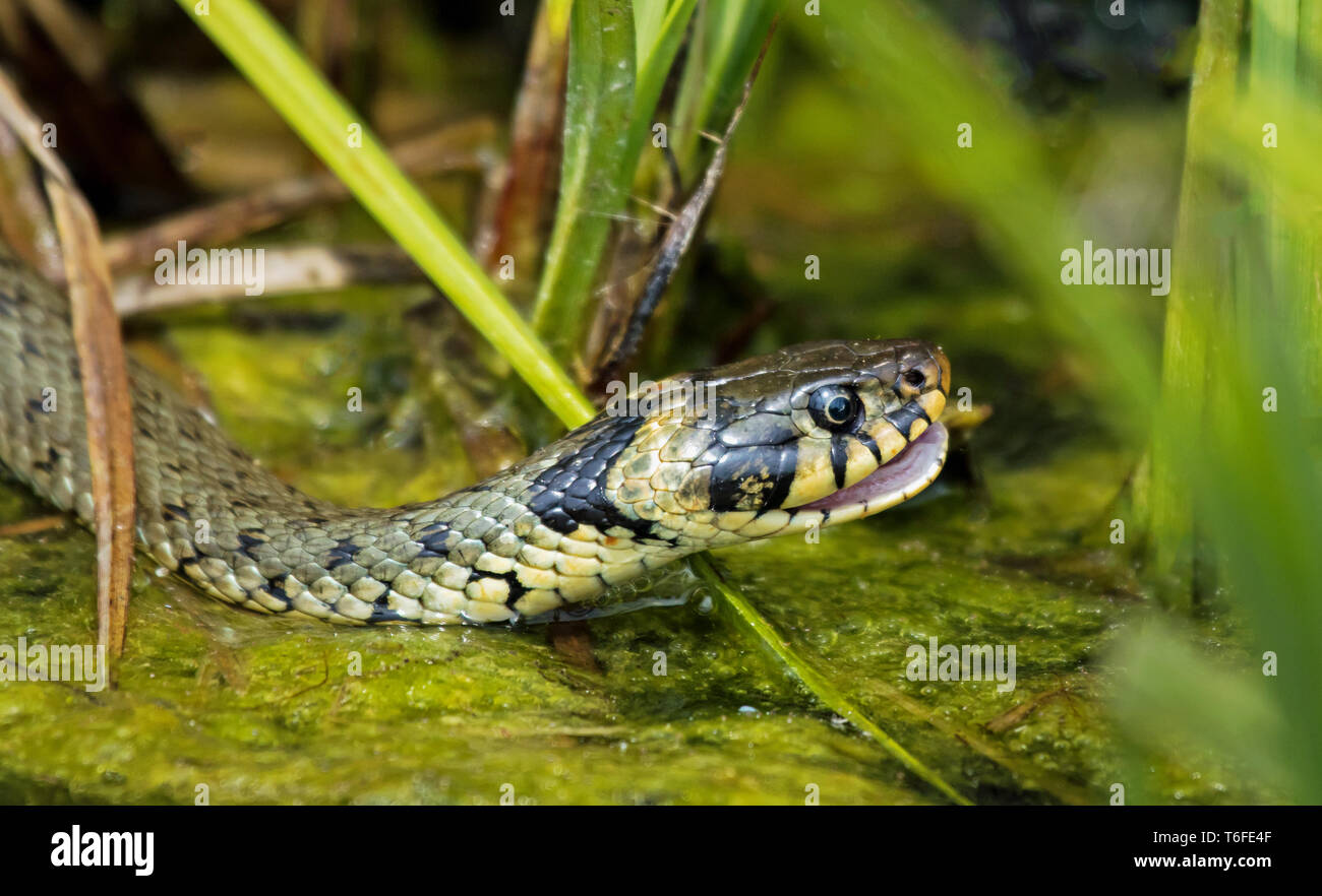 Ring snake 'Natri natrix' Stock Photo - Alamy
