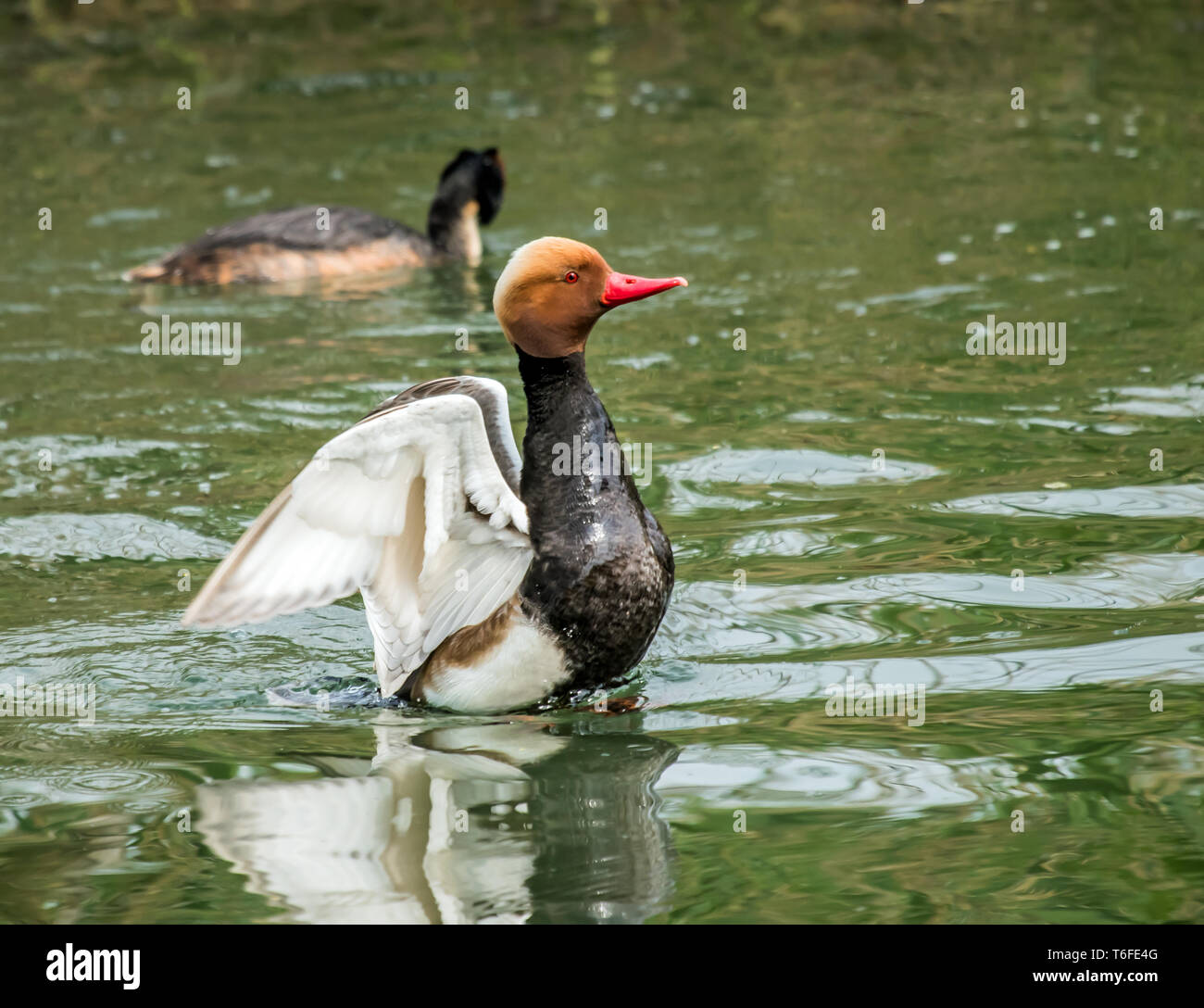 Red-crested Pochard, male, 'Netta rufina' Stock Photo - Alamy