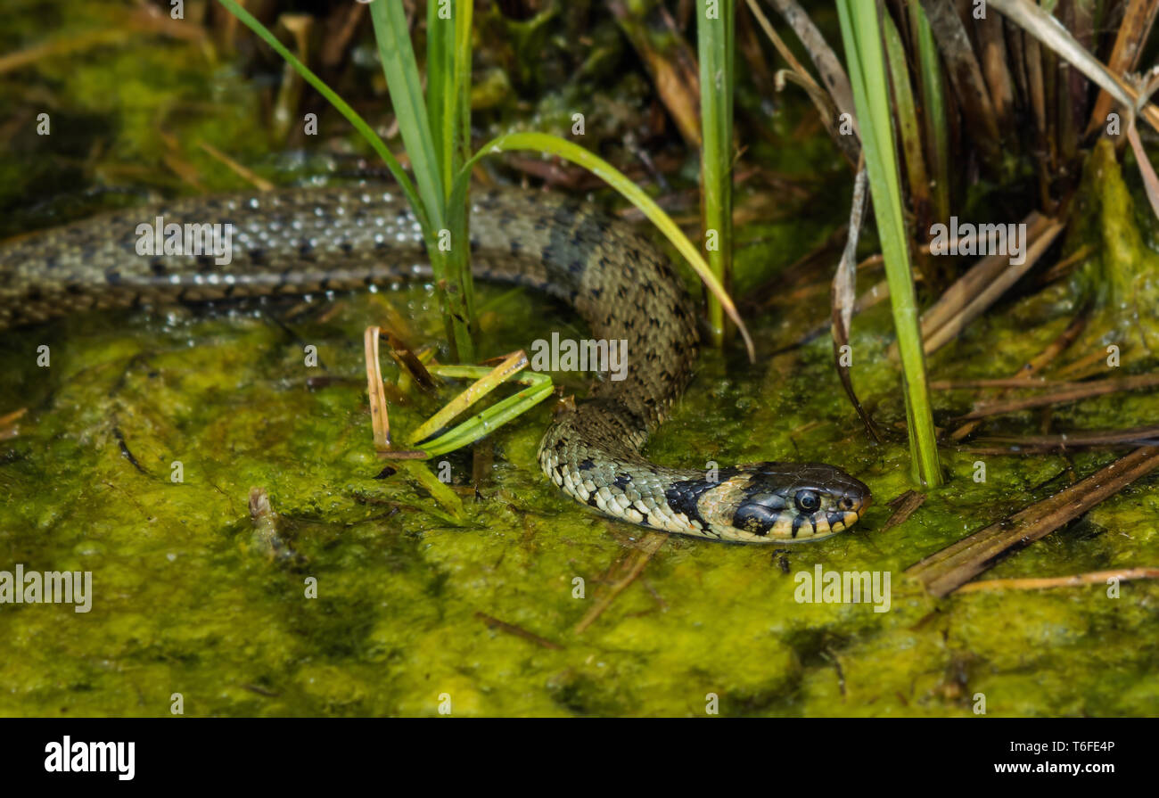 Ring snake 'Natri natrix' Stock Photo - Alamy