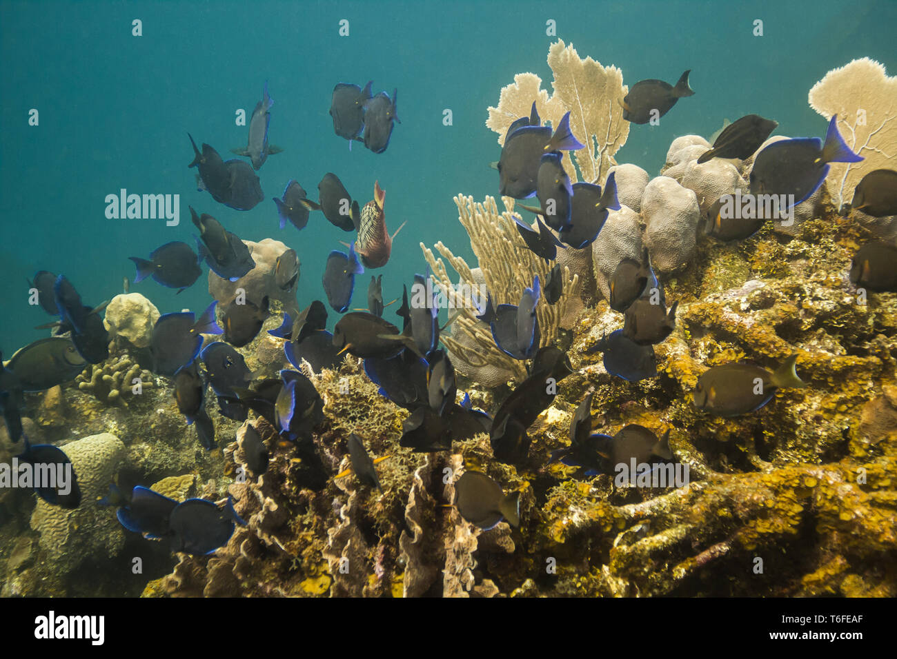 Blue tang fish acanthurus hi-res stock photography and images - Alamy