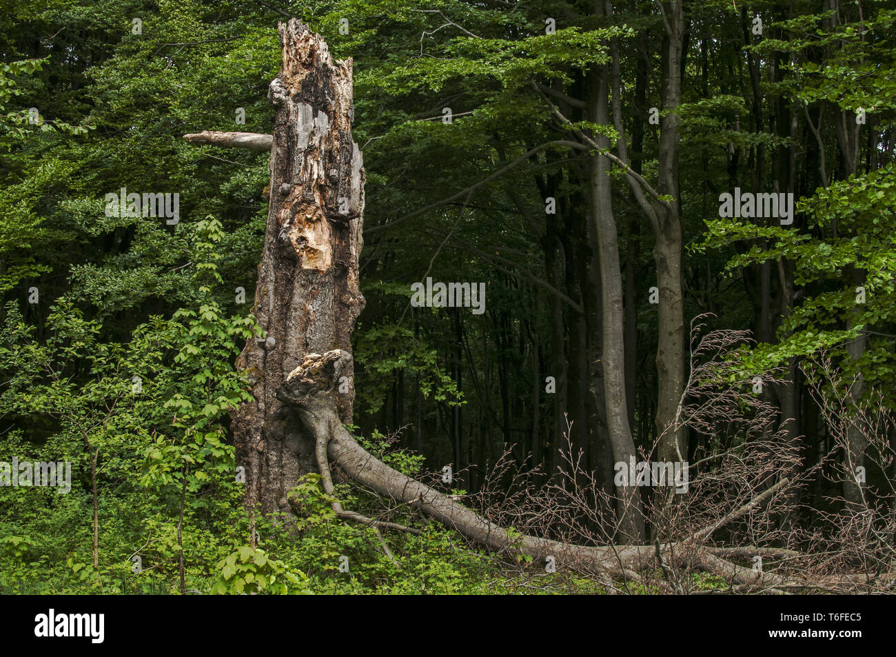 Broken Down Tree High Resolution Stock Photography and Images - Alamy