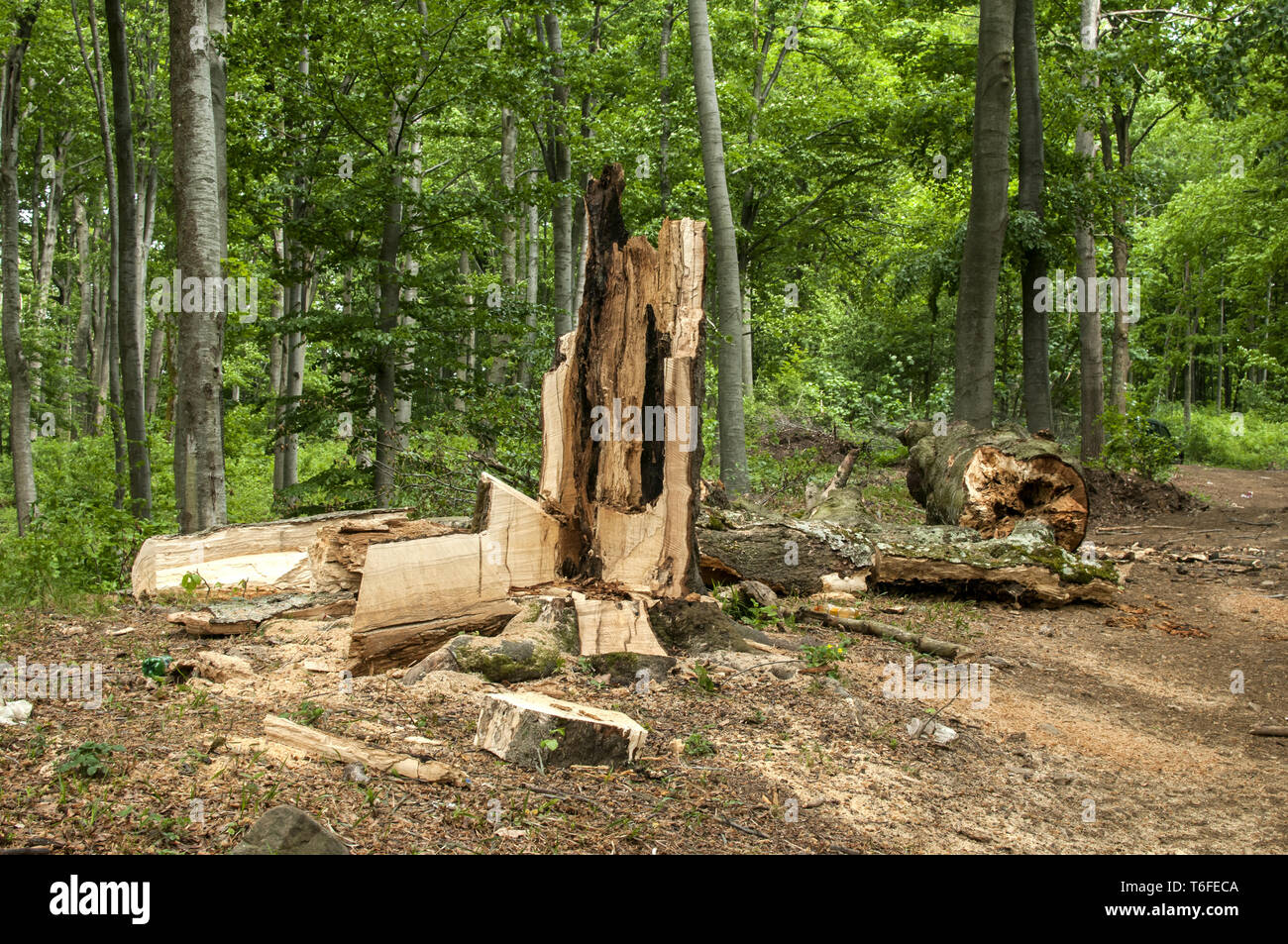 Broken down tree hi-res stock photography and images - Alamy