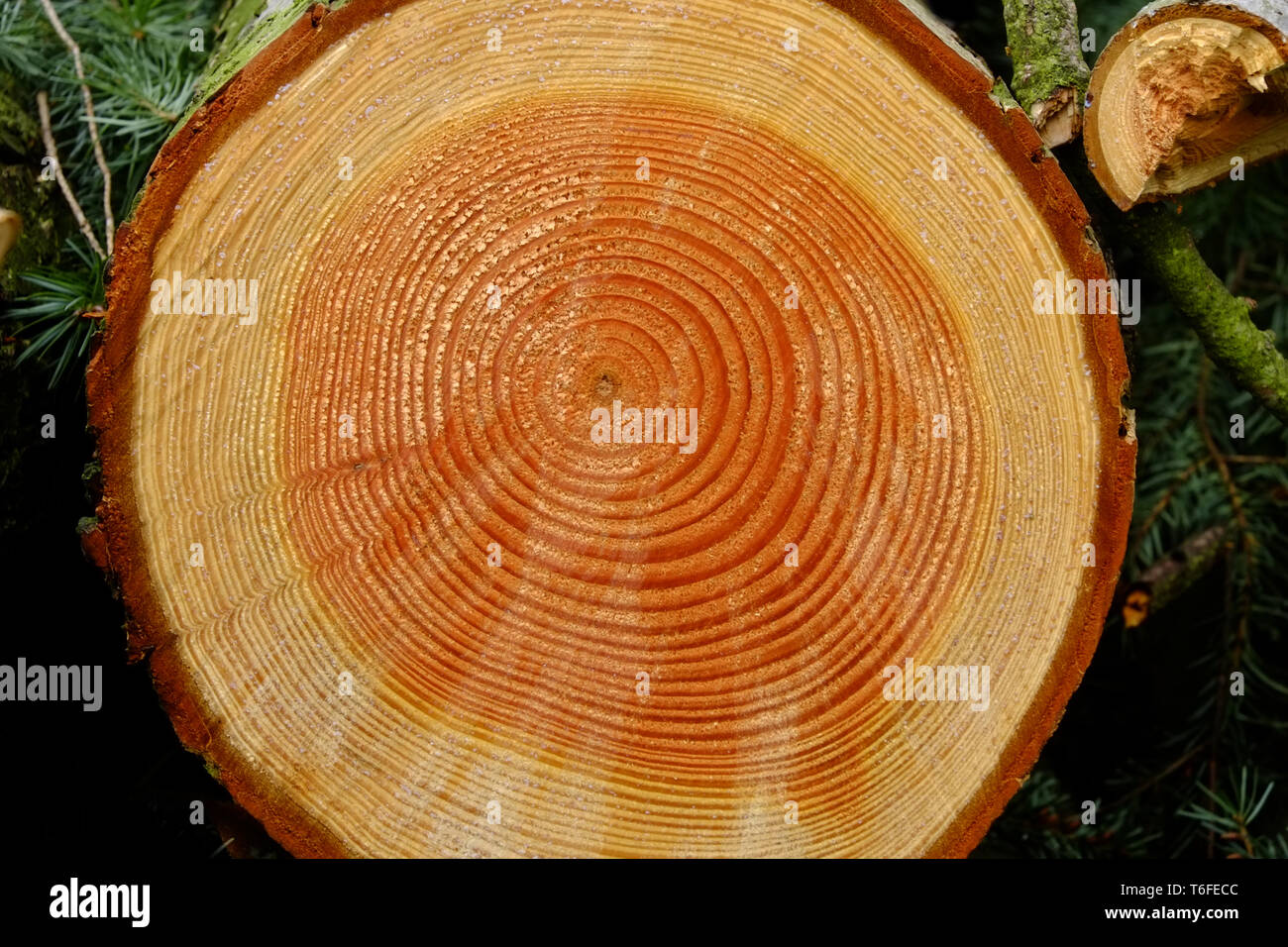 Tree slice, tree disc Stock Photo - Alamy