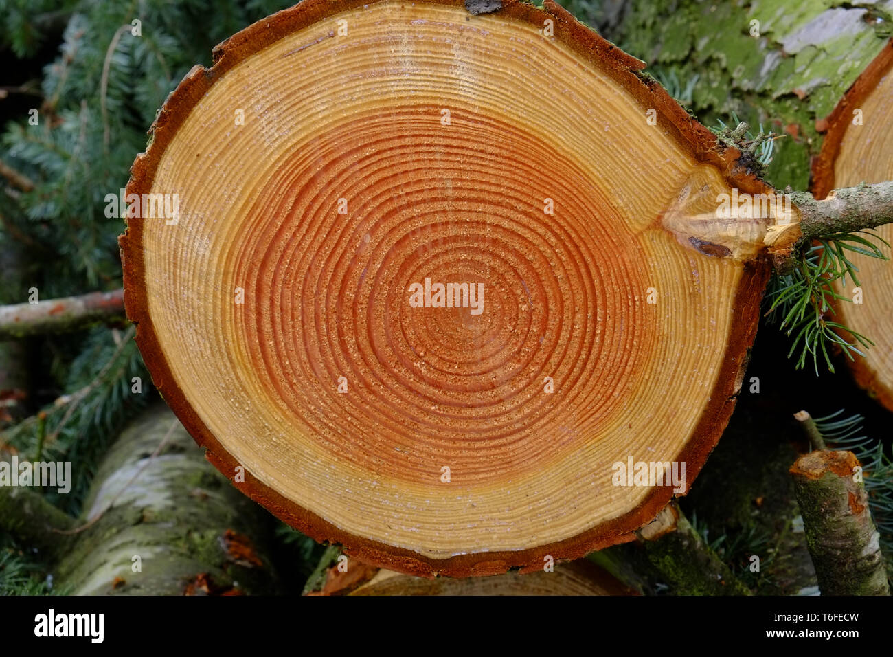 Annual rings of a Douglas Fir Stock Photo - Alamy