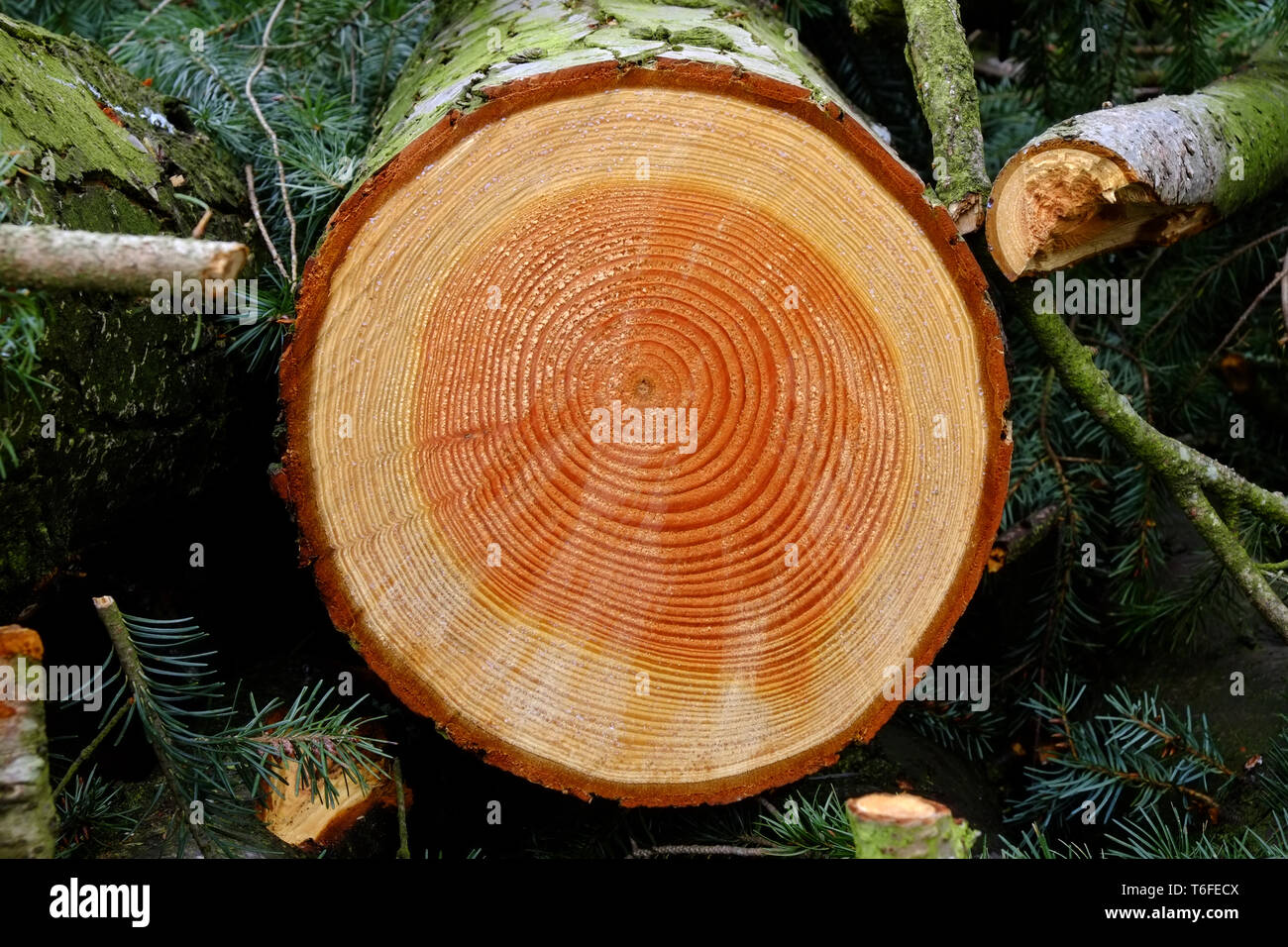 Tree slice, tree disc Stock Photo - Alamy