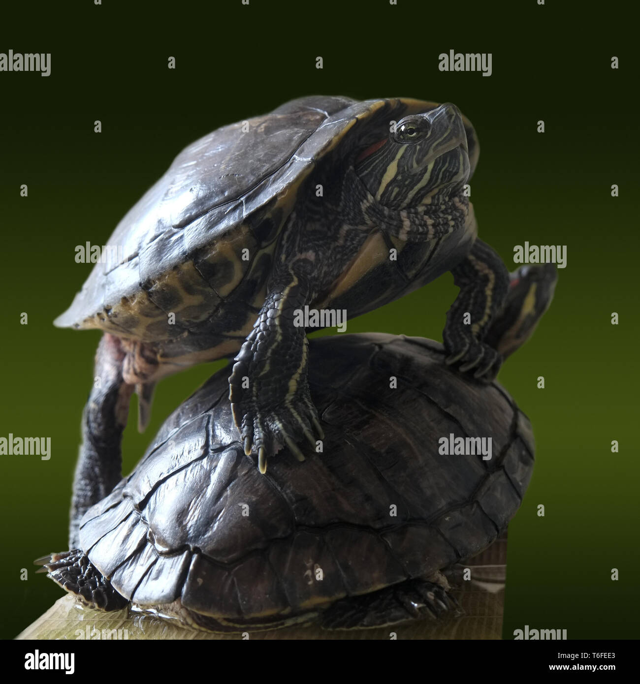 Red eared hi-res stock photography and images - Alamy