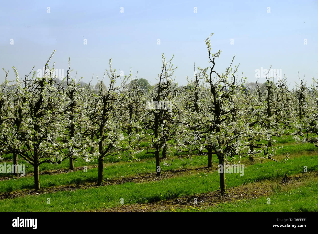 Flowering apple plantation Stock Photo - Alamy