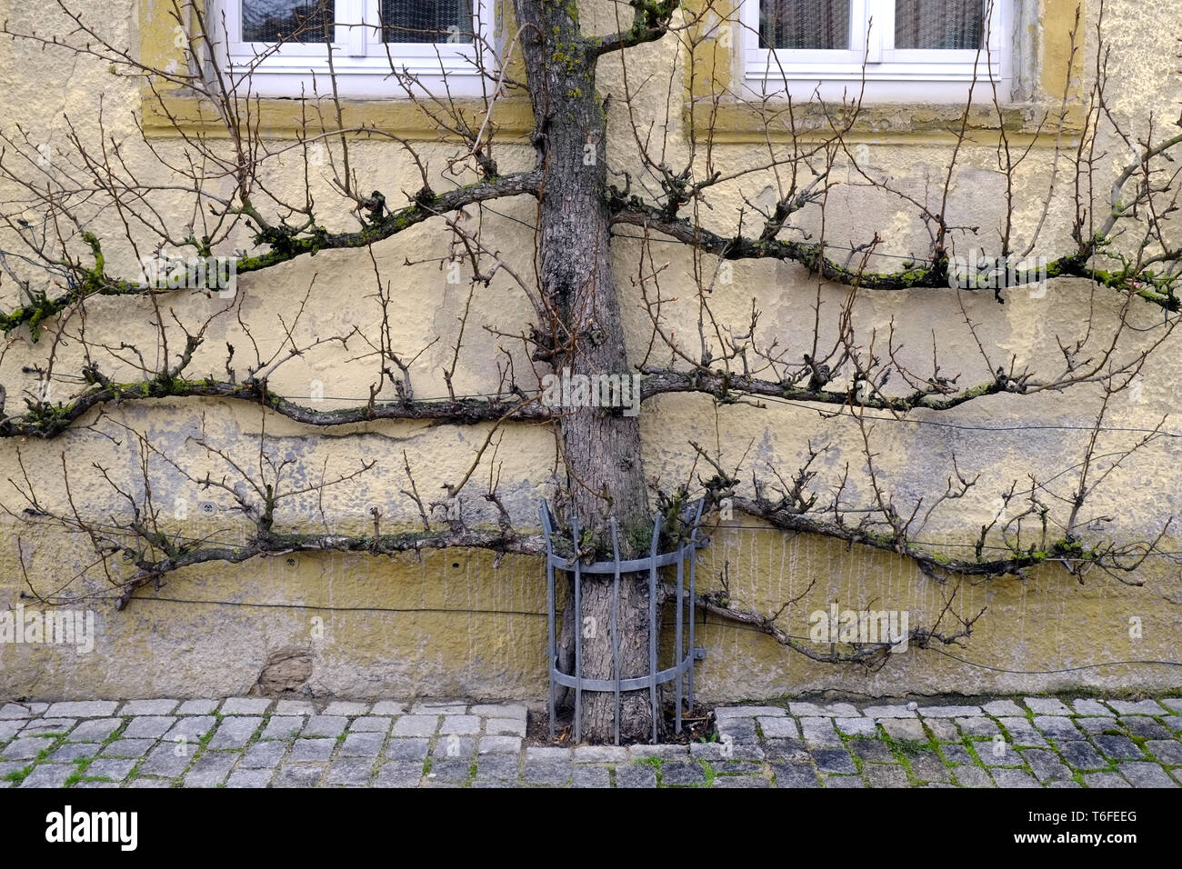 Espalier tree hi-res stock photography and images - Alamy