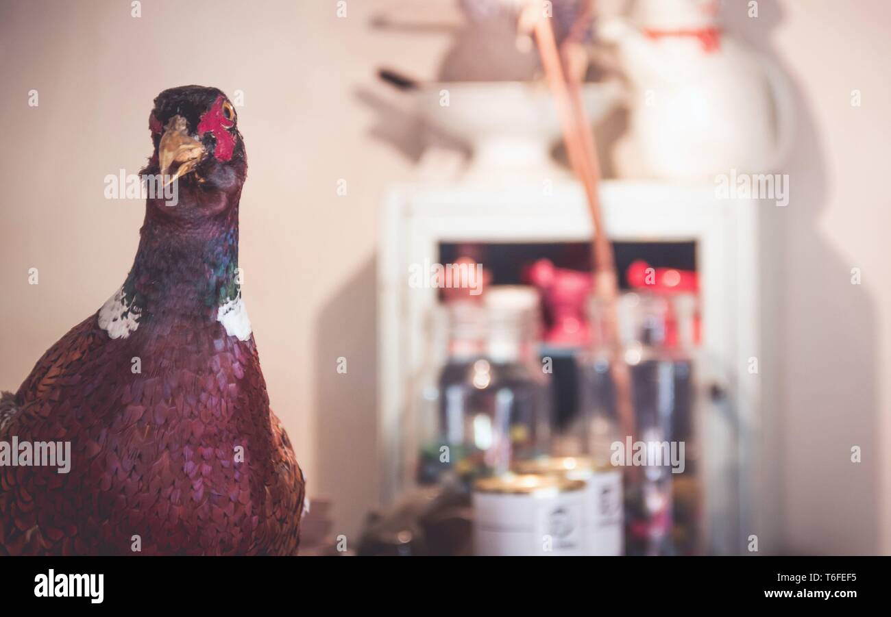 chicken in the kitchen Stock Photo - Alamy