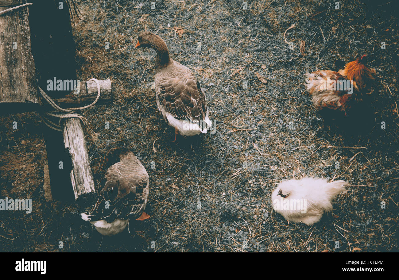 Animals on a castle farm Stock Photo - Alamy