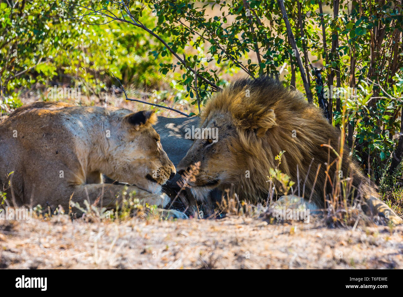 Gentle animals hi-res stock photography and images - Alamy