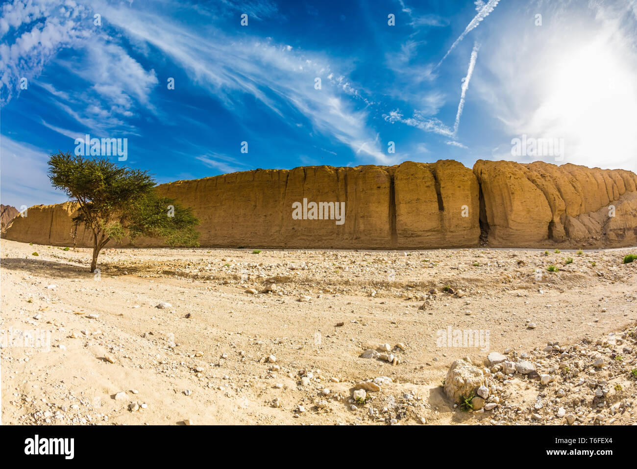 Acacia gerrardi hi-res stock photography and images - Alamy