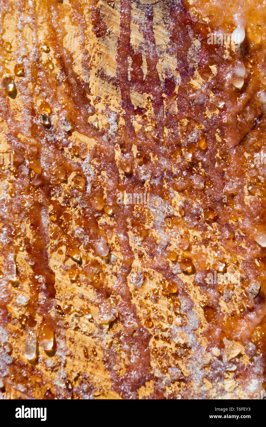 Sticky Tree Cone High Resolution Stock Photography and Images - Alamy