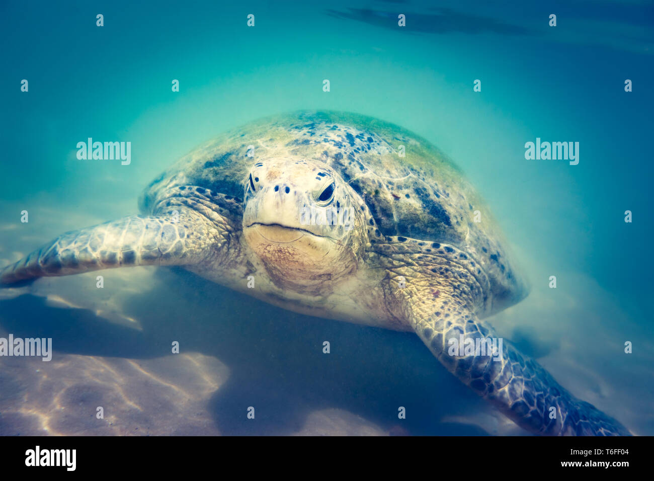 Sea turtle underwater hi-res stock photography and images - Alamy