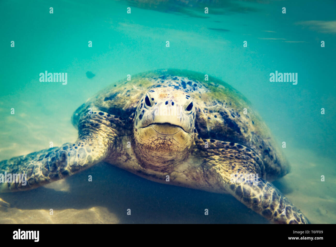 Turtle at Hikkaduwa beach Stock Photo - Alamy