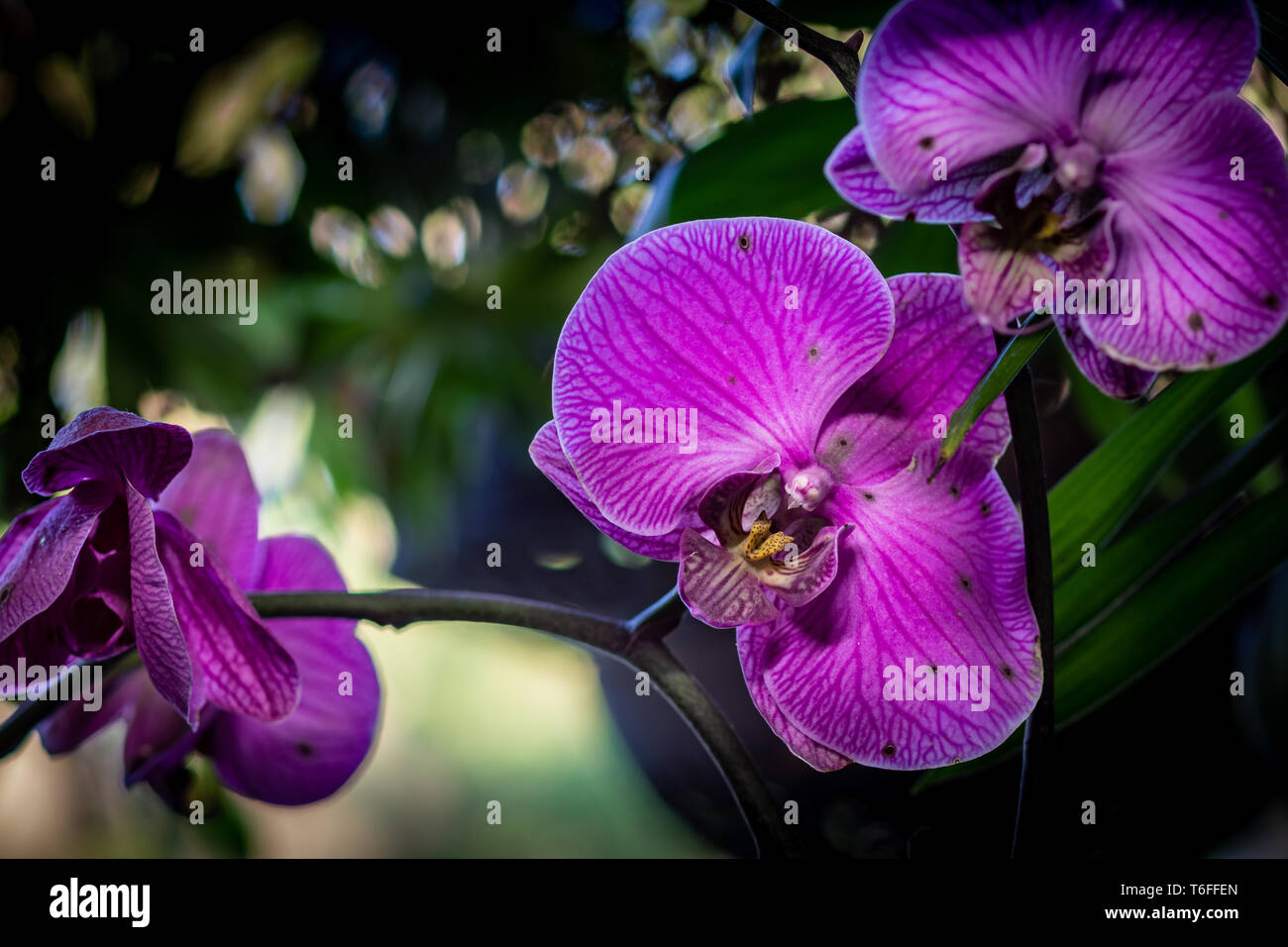 Orchid tree trees hi-res stock photography and images - Alamy