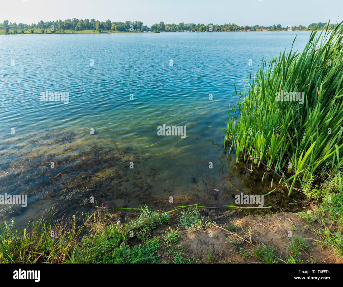 Rushy shore hi-res stock photography and images - Alamy