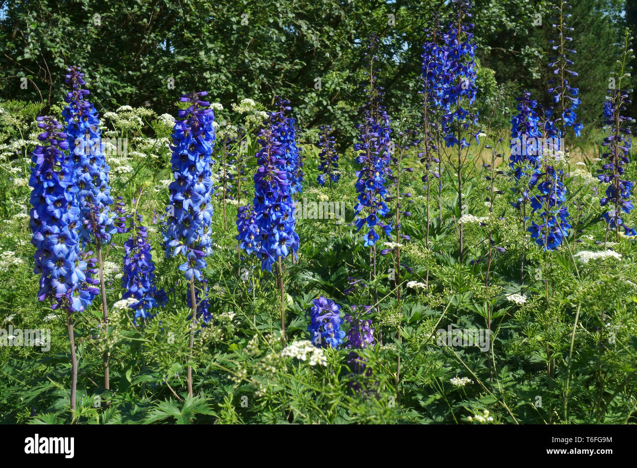 Blue larkspur hi-res stock photography and images - Alamy
